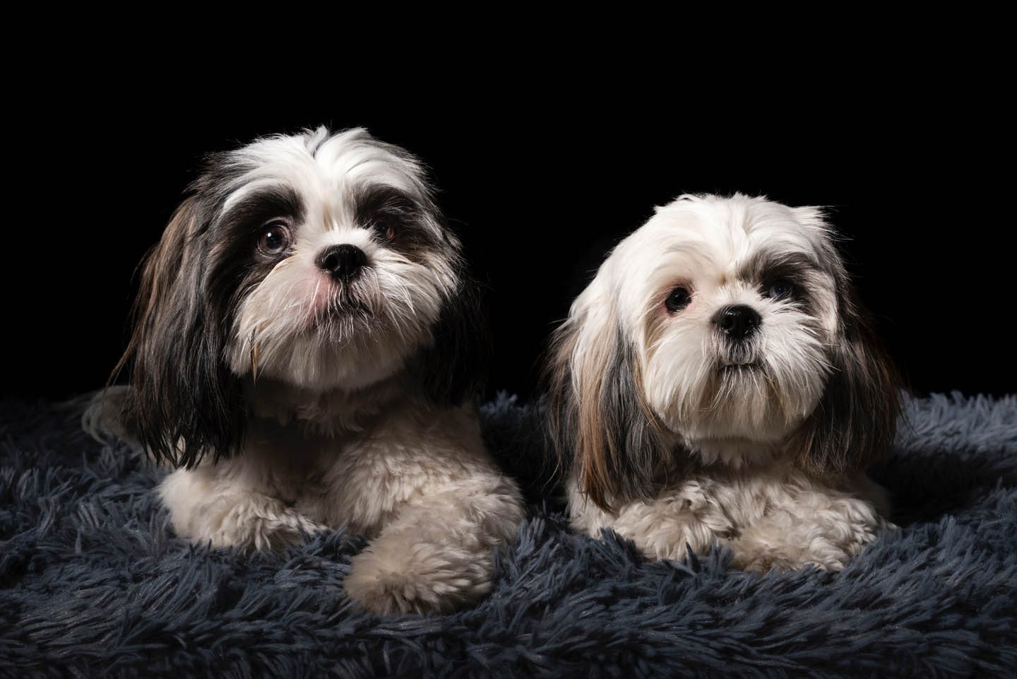 Shih Tzu - GEARegistry