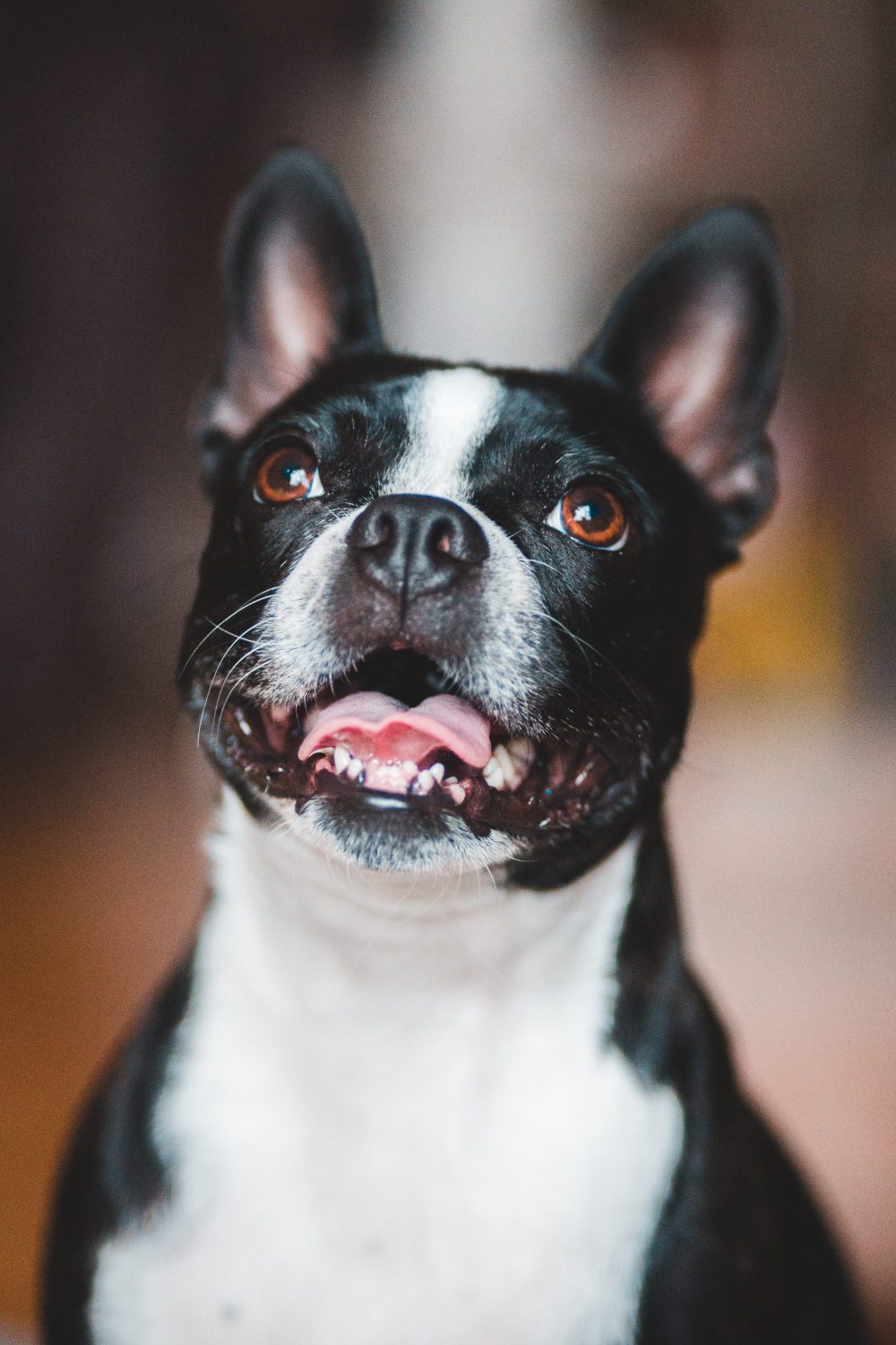 Boston Terrier - GEARegistry