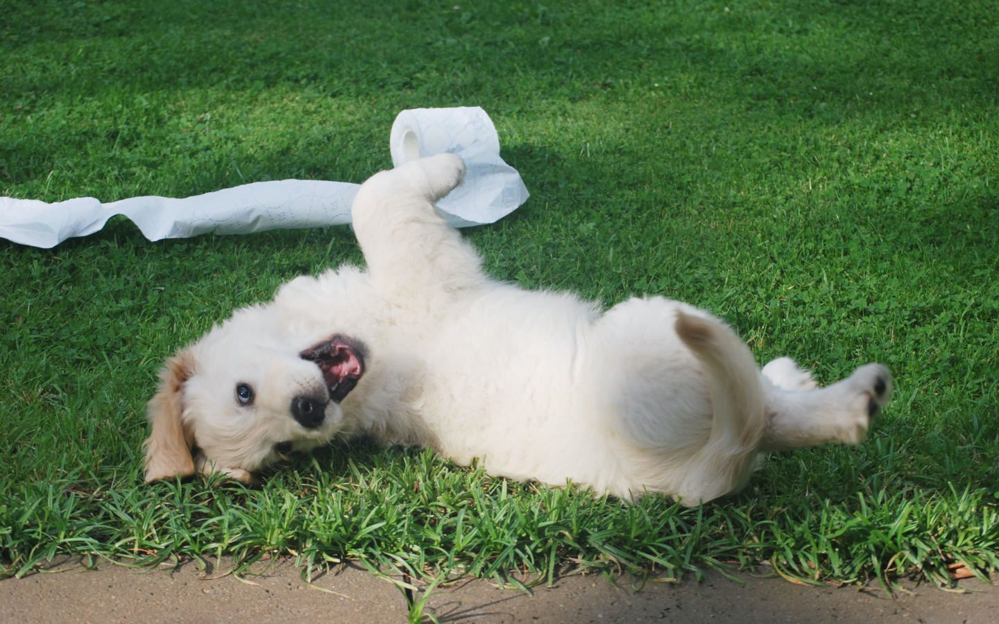 Your First Puppy - GEARegistry