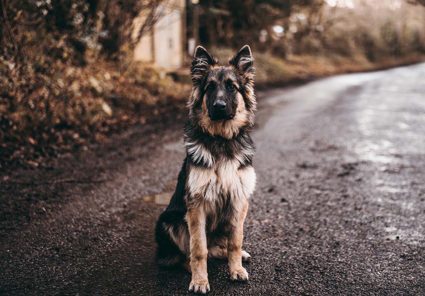 German Shepherd - GEARegistry
