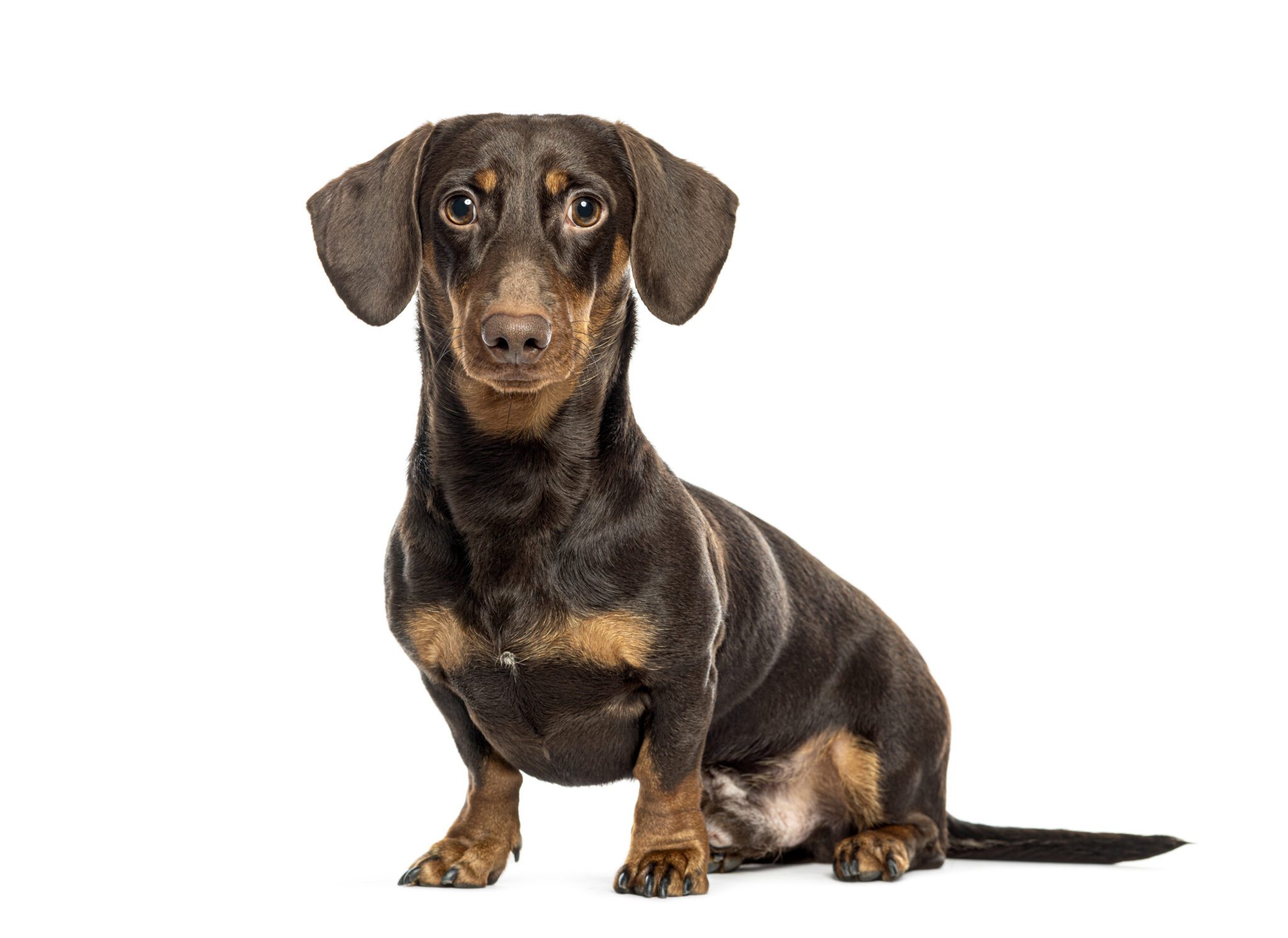 Dachshund - GEARegistry